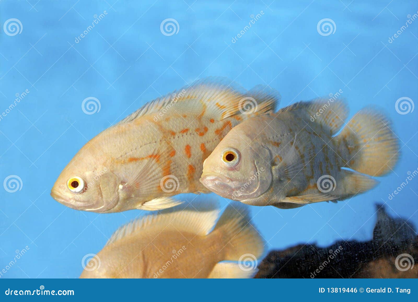 Albino Oscar Cichlid 700061 Stock Photo - Image of family, chichlidae ...