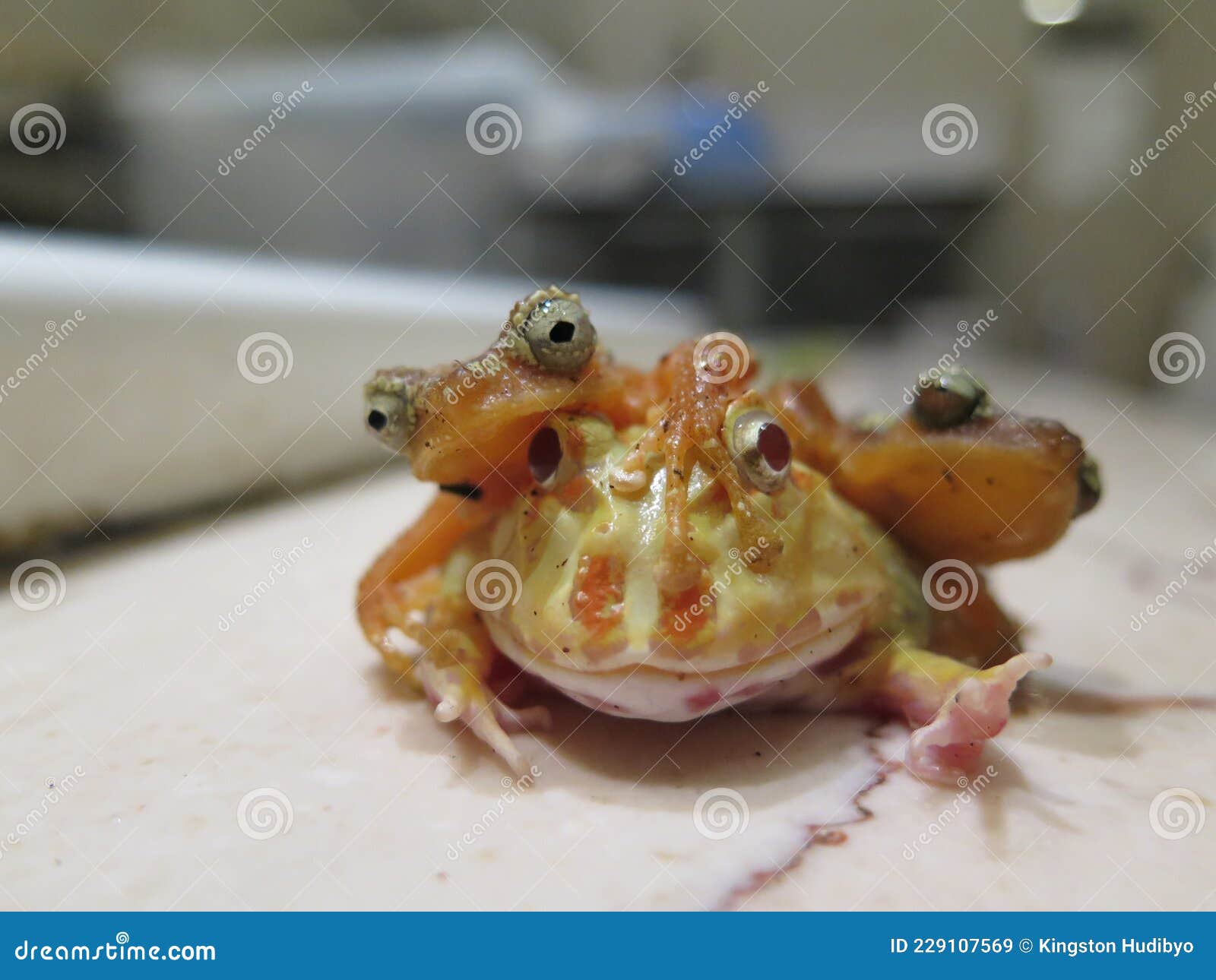 Albino Pacman Frog Tree Wildlife Stock Image - Image of frog, pacman ...