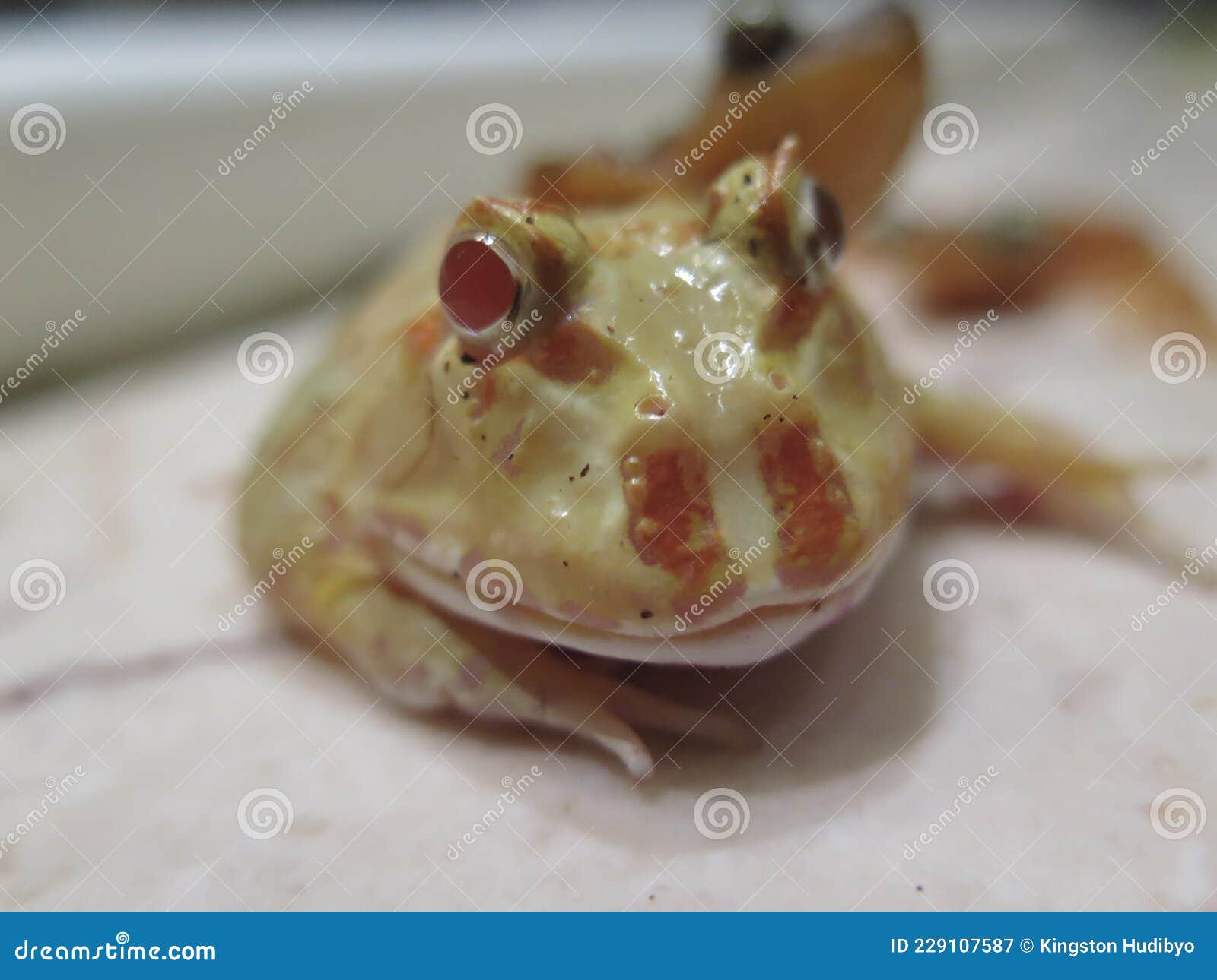 Albino Pacman Frog Tree Wildlife Stock Image - Image of pacman, albino ...
