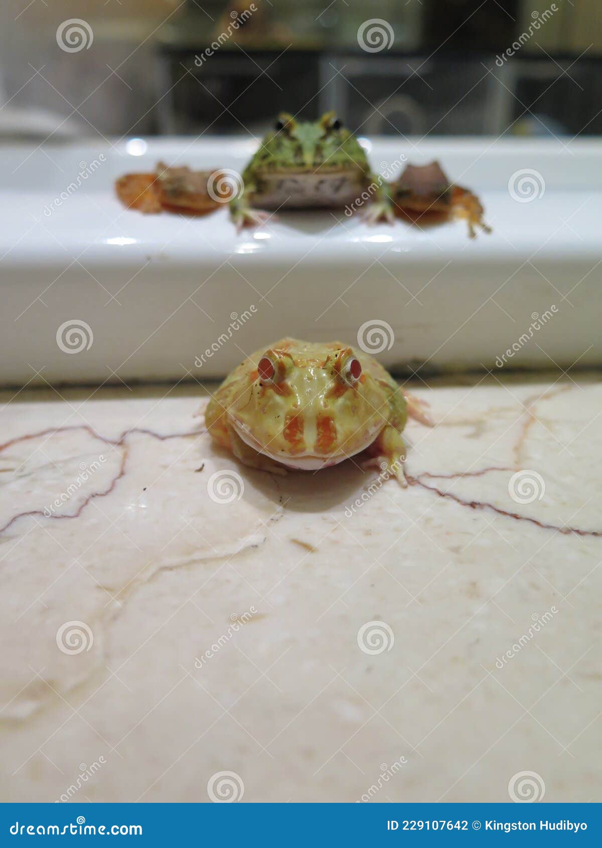 Albino Pacman Frog Tree Wildlife Stock Photo - Image of wildlife ...