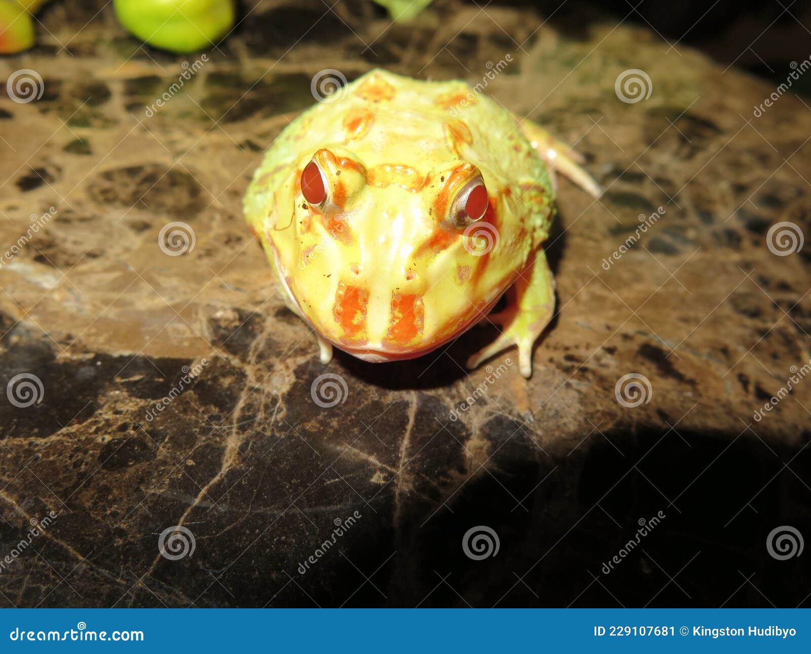 Albino Pacman Frog Tree Wildlife Stock Image - Image of pacman ...