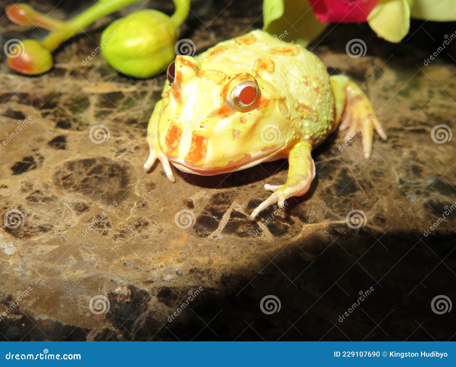 Albino Pacman Frog Tree Wildlife Stock Photo | CartoonDealer.com #229107642