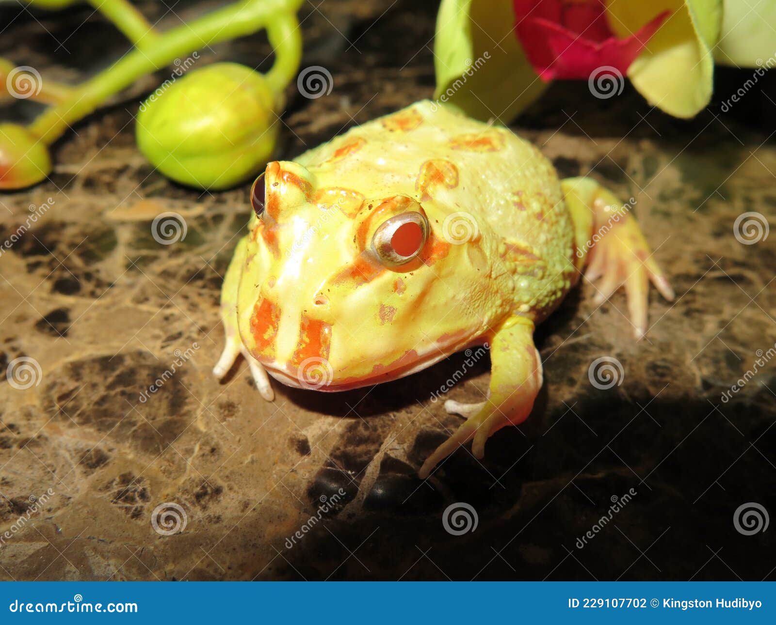 Albino Pacman Frog Tree Wildlife Stock Photo - Image of tree, pacman ...