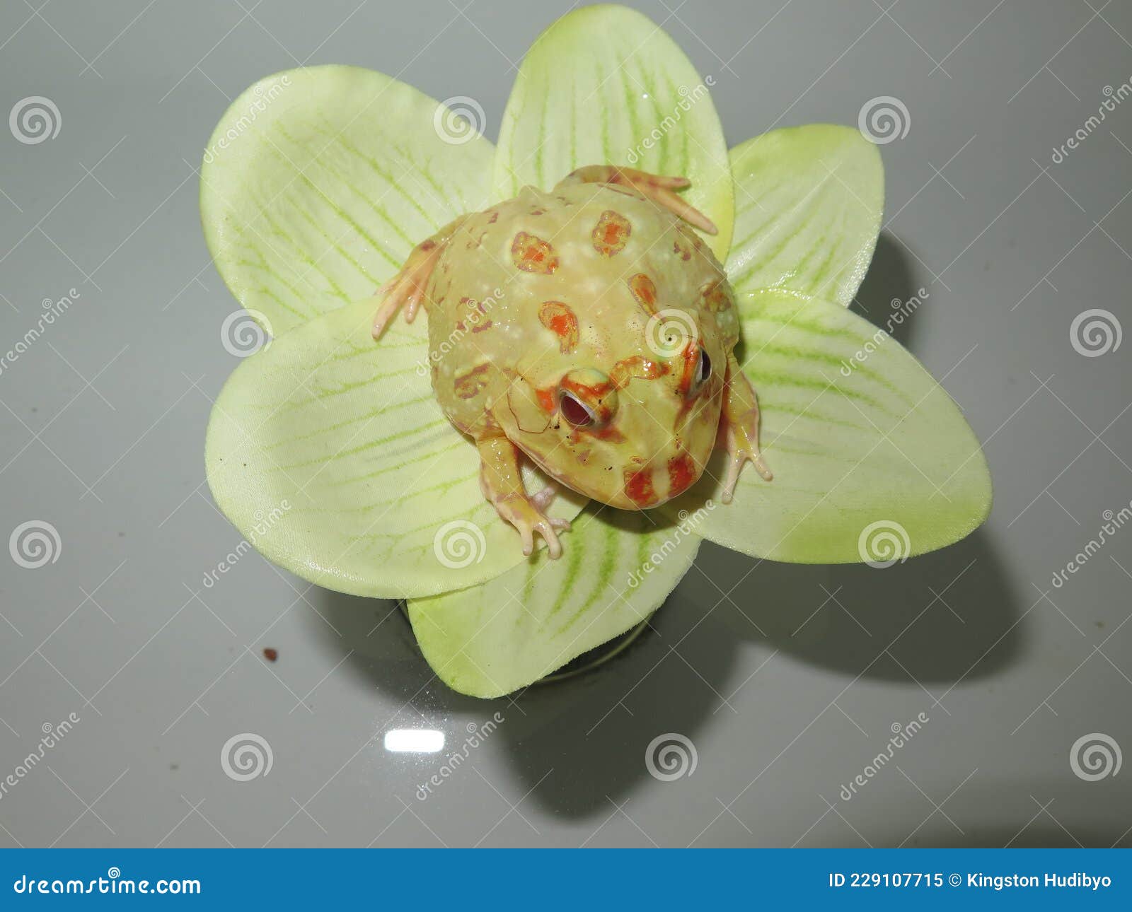 Albino Pacman Frog Tree Wildlife Stock Image - Image of frog, tree ...