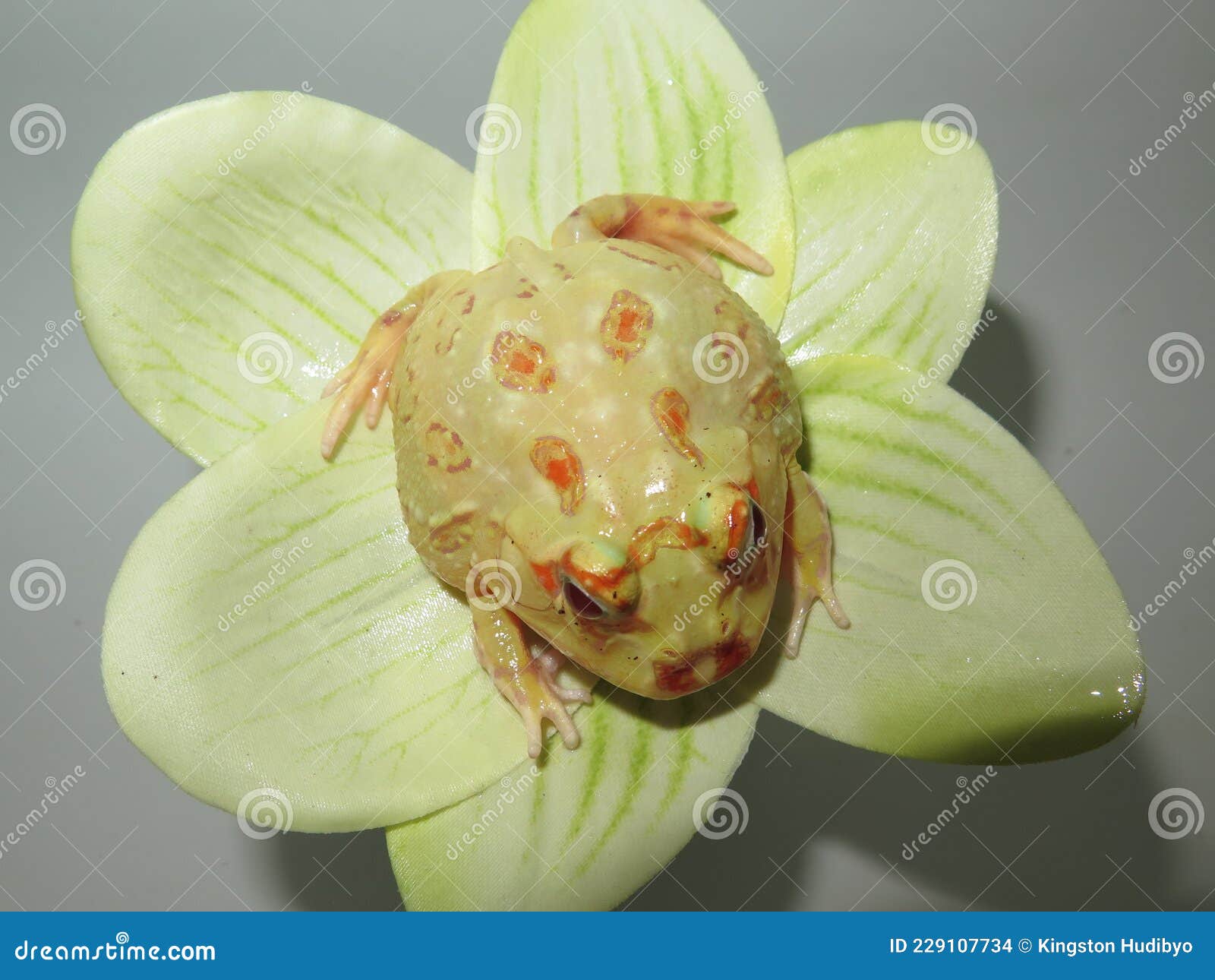Albino Pacman Frog Tree Wildlife Stock Photo - Image of frog, wildlife ...