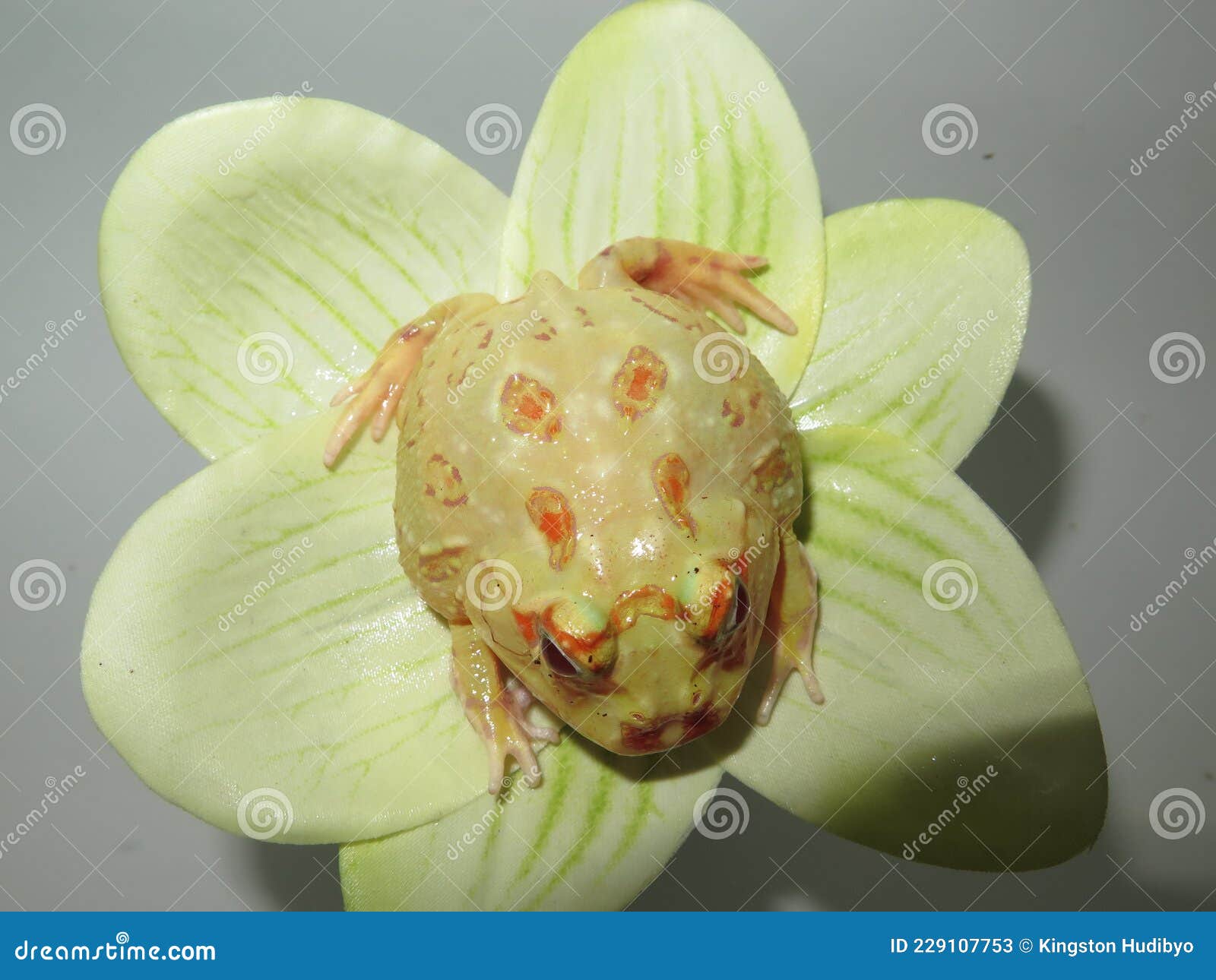 Albino Pacman Frog Tree Wildlife Stock Image - Image of frog, tree ...