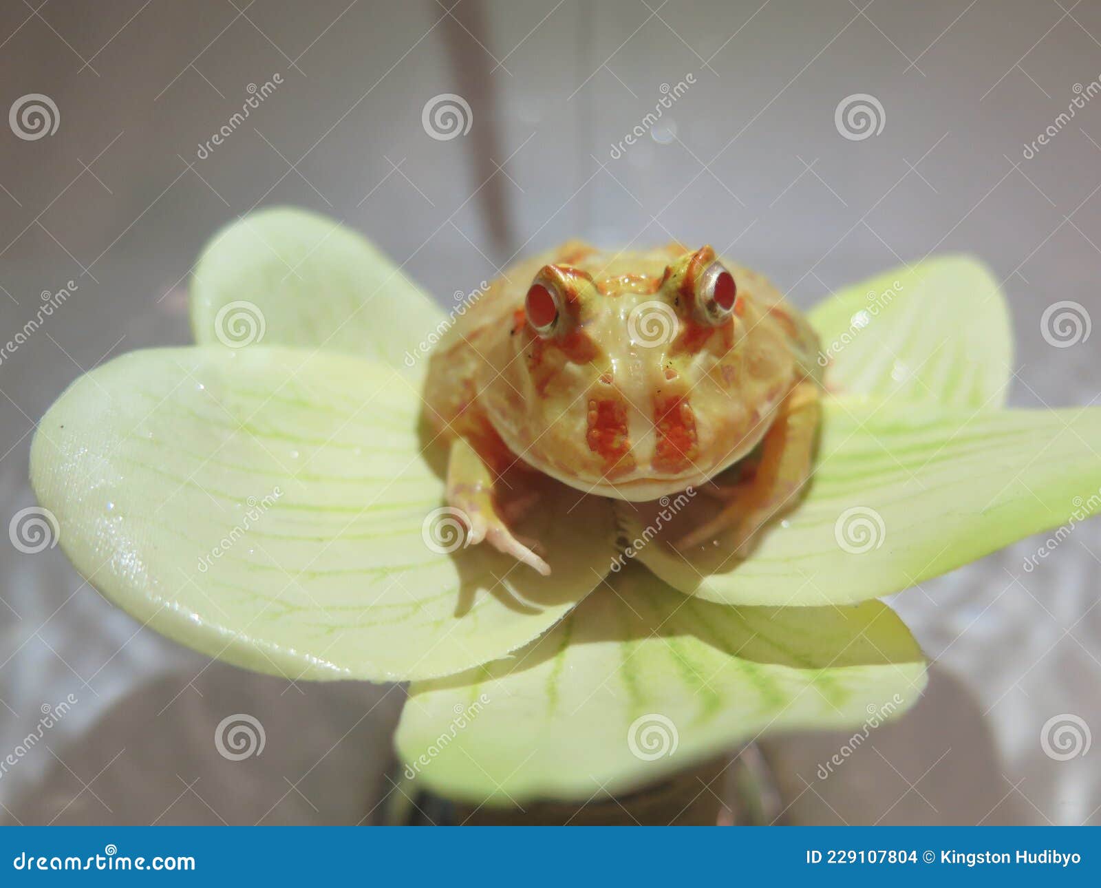 Albino Pacman Frog Tree Wildlife Stock Photo - Image of tree, pacman ...