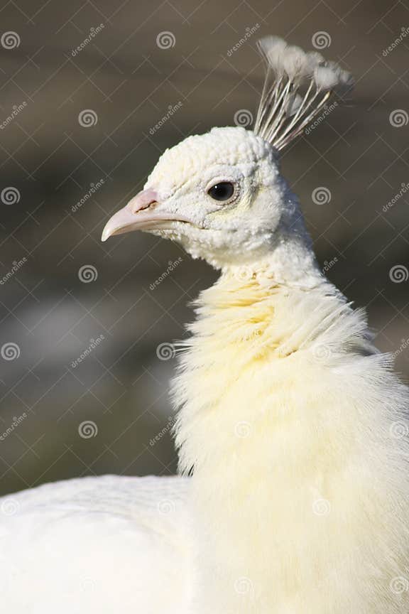 Albino peafowl stock photo. Image of details, looking - 4314736