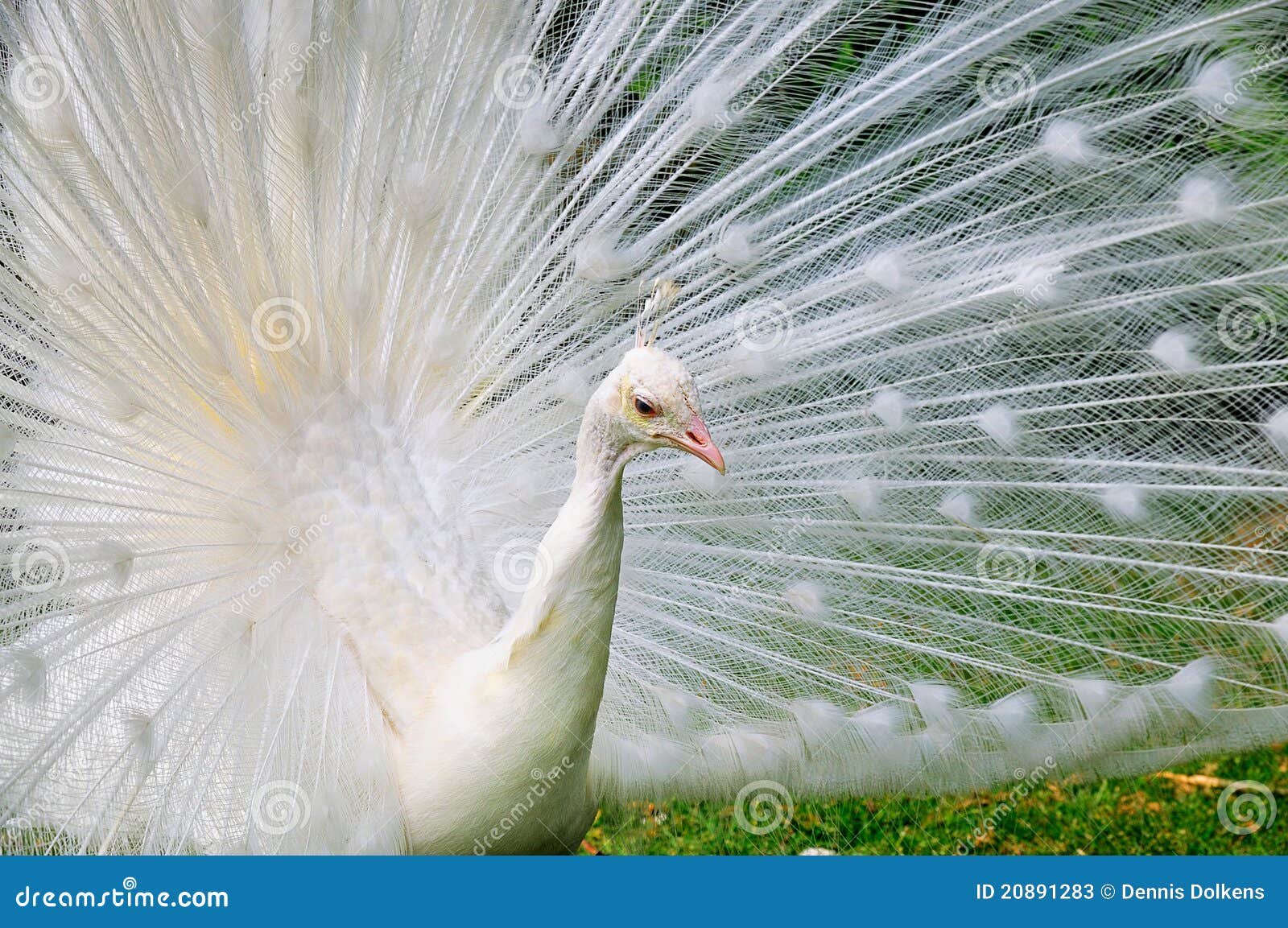 Albino-Pfau stockbild. Bild von feder, tier, pfau, albino - 20891283