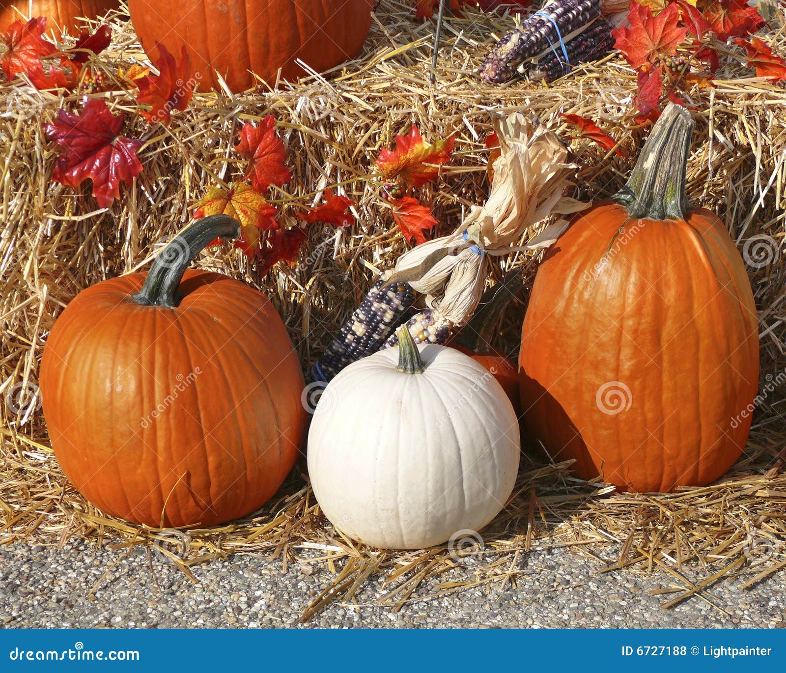 Albino pumpkin stock photo. Image of thanksgiving, lantern - 6727188