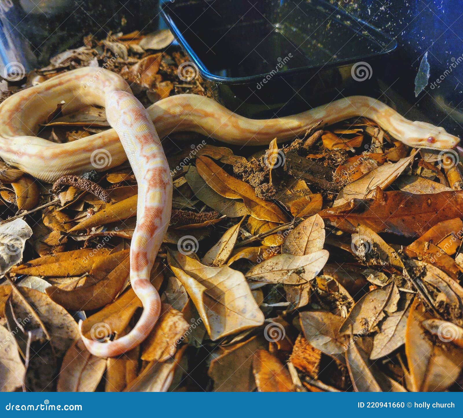 Albino Purple Keltic Morph Snake Boa Stock Photo - Image of purple ...