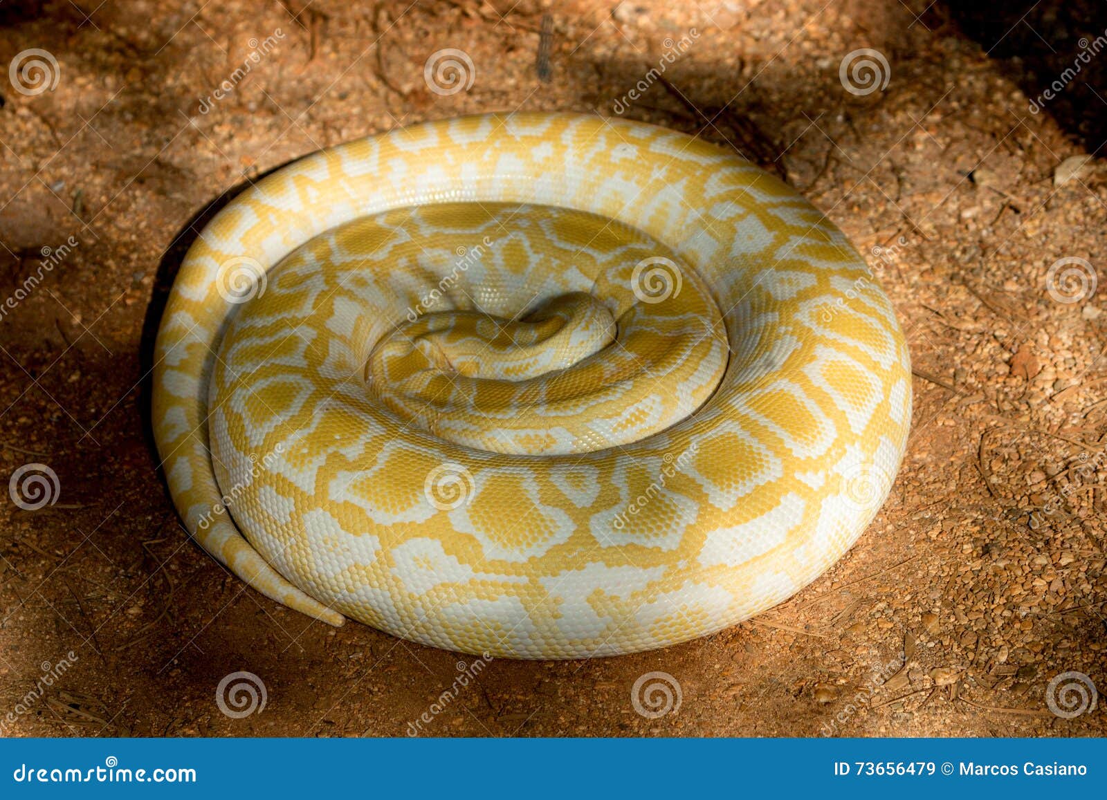 Albino Python stock image. Image of albino, shade, crawling - 73656479