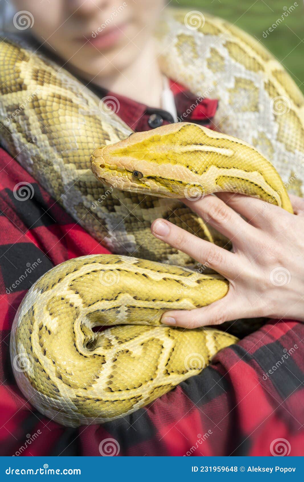 The Albino Python Molurus Snake is a Large Non-venomous Python. Stock ...