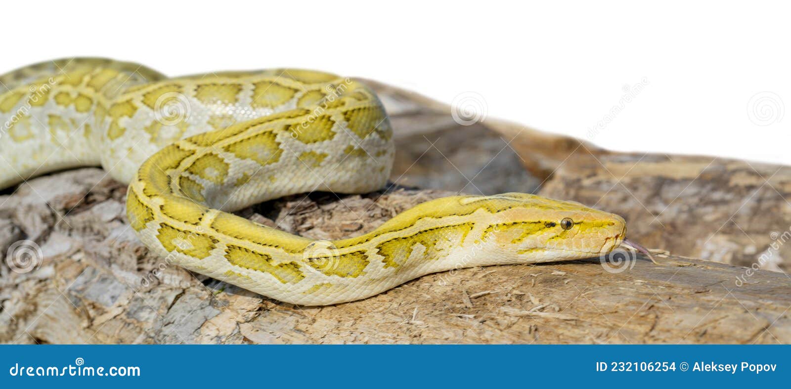 The Albino Python Molurus Snake is a Large Non-venomous Python. Stock ...