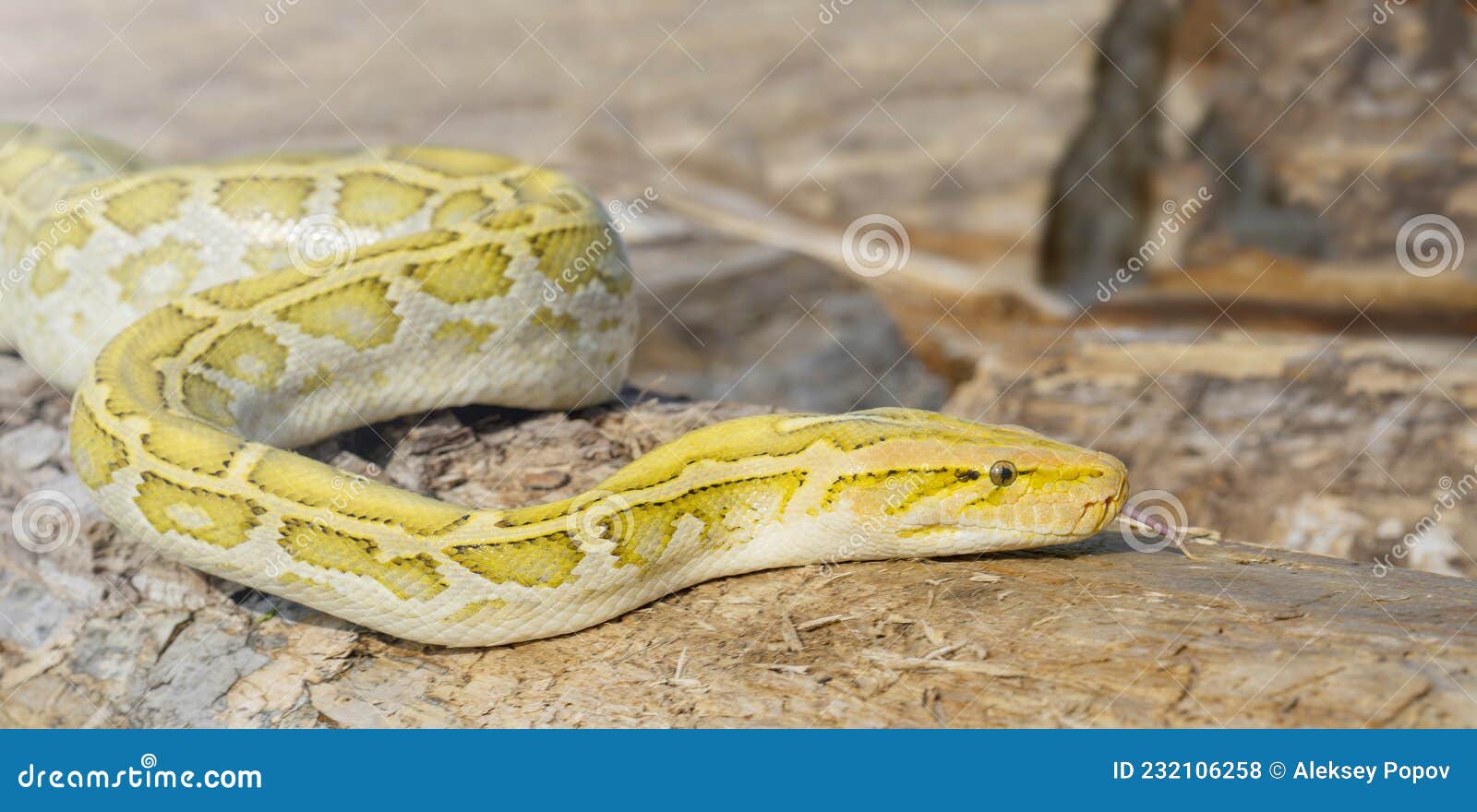 The Albino Python Molurus Snake is a Large Non-venomous Python. Stock ...