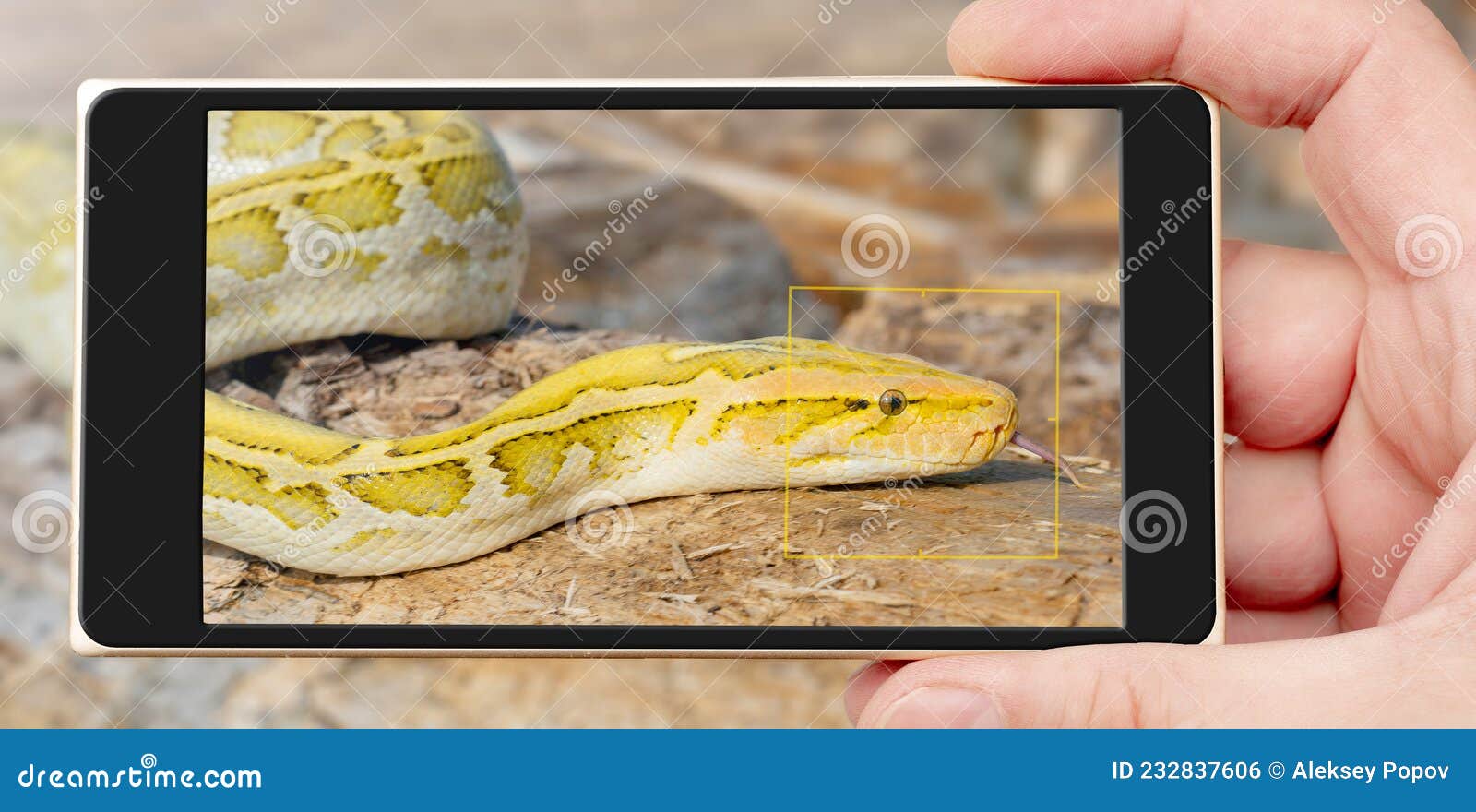The Albino Python Molurus Snake is a Large Non-venomous Python. Stock ...