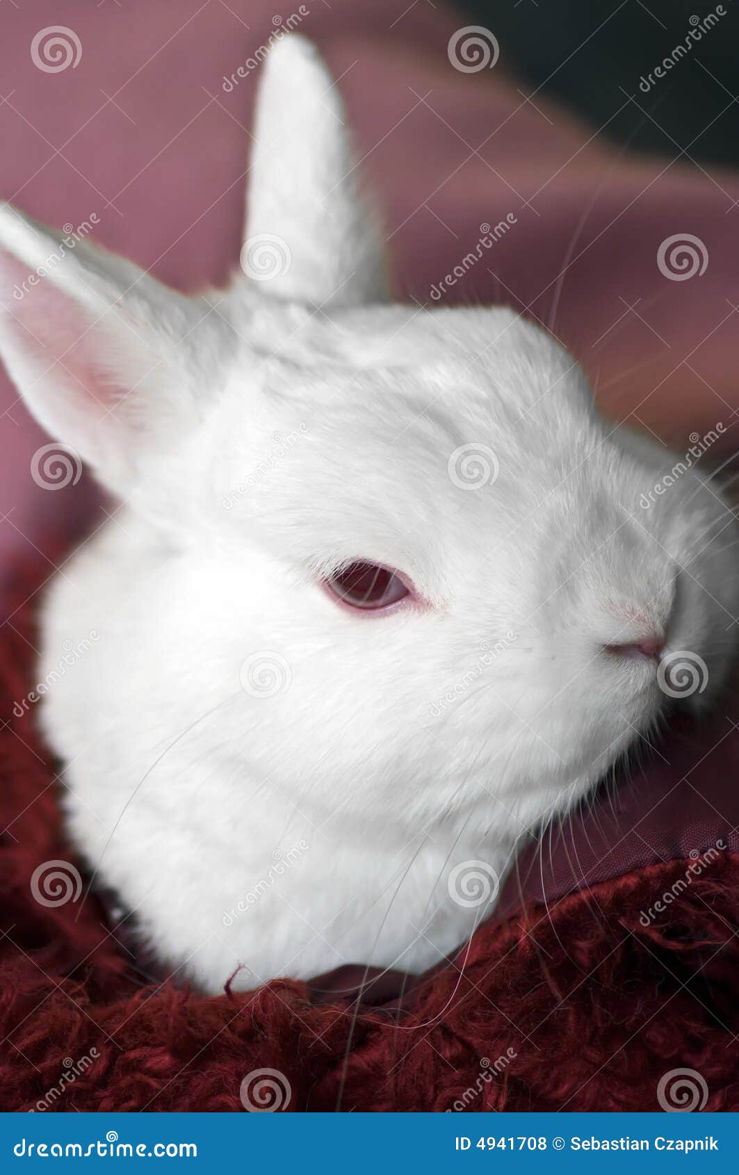 Albino rabbit stock photo. Image of whiskers, bunny, mascot - 4941708