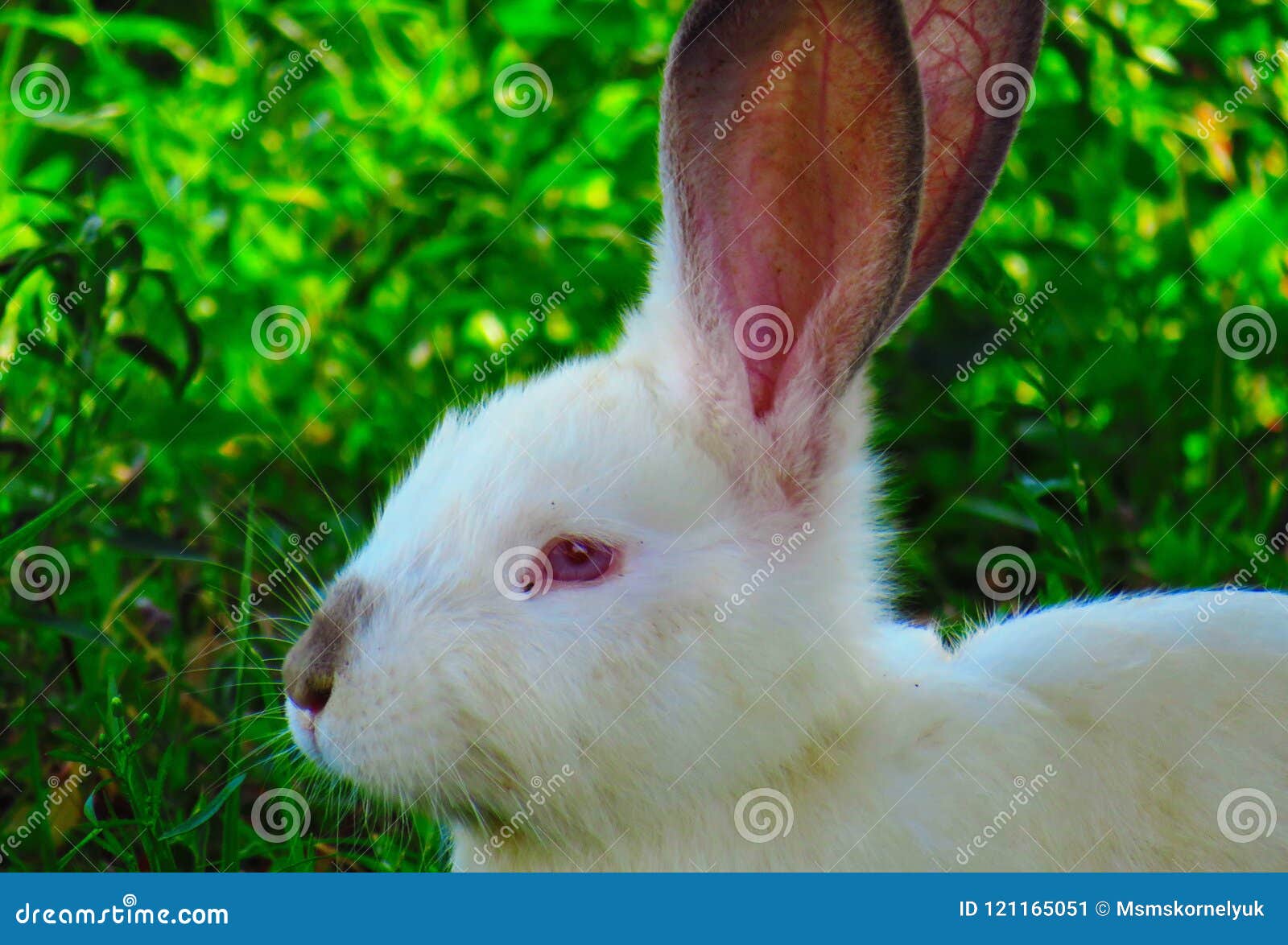 Albino rabbit stock image. Image of rabbit, nature, animal - 121165051