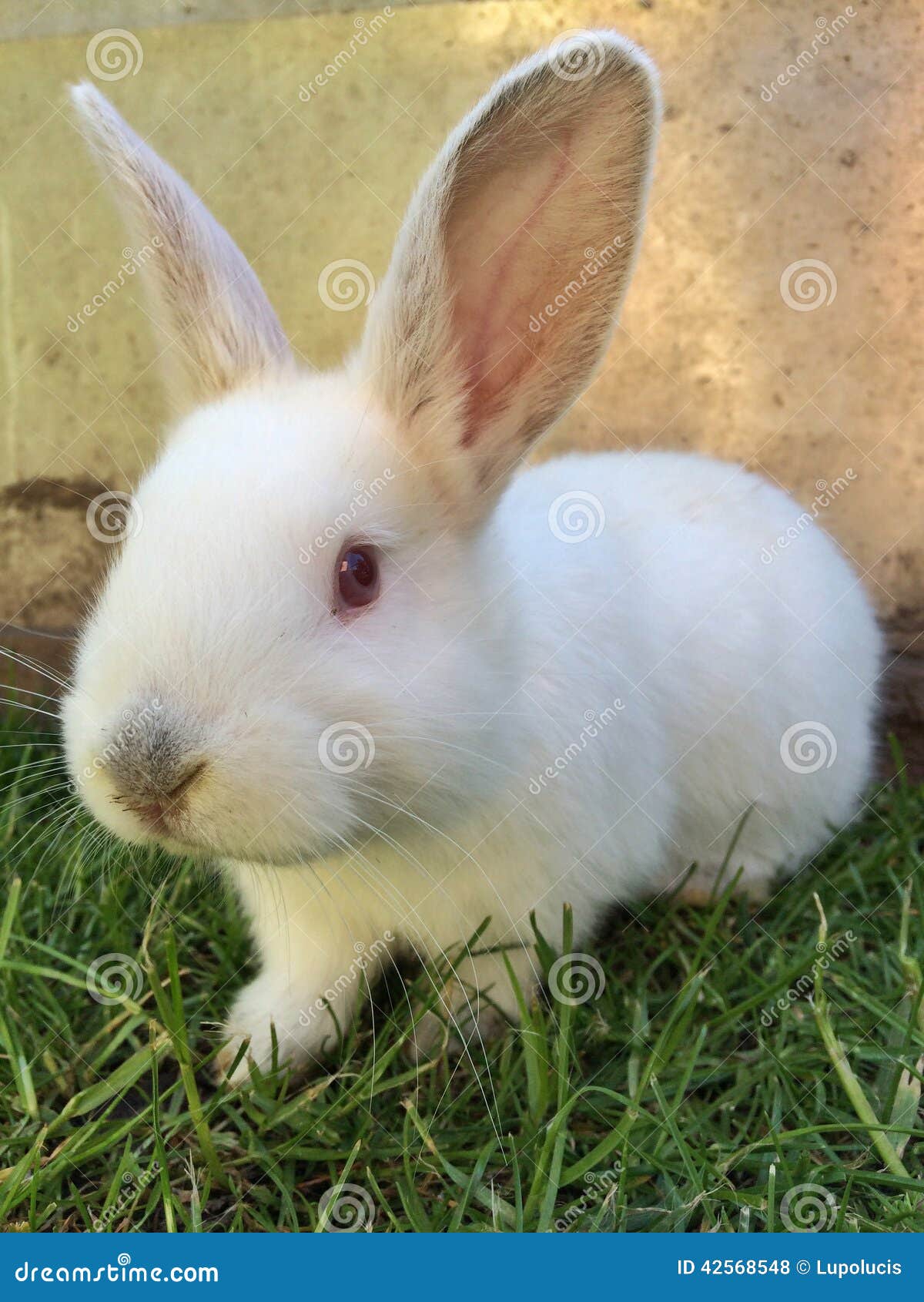 Albino rabbit stock photo. Image of grass, bunny, beautiful - 42568548