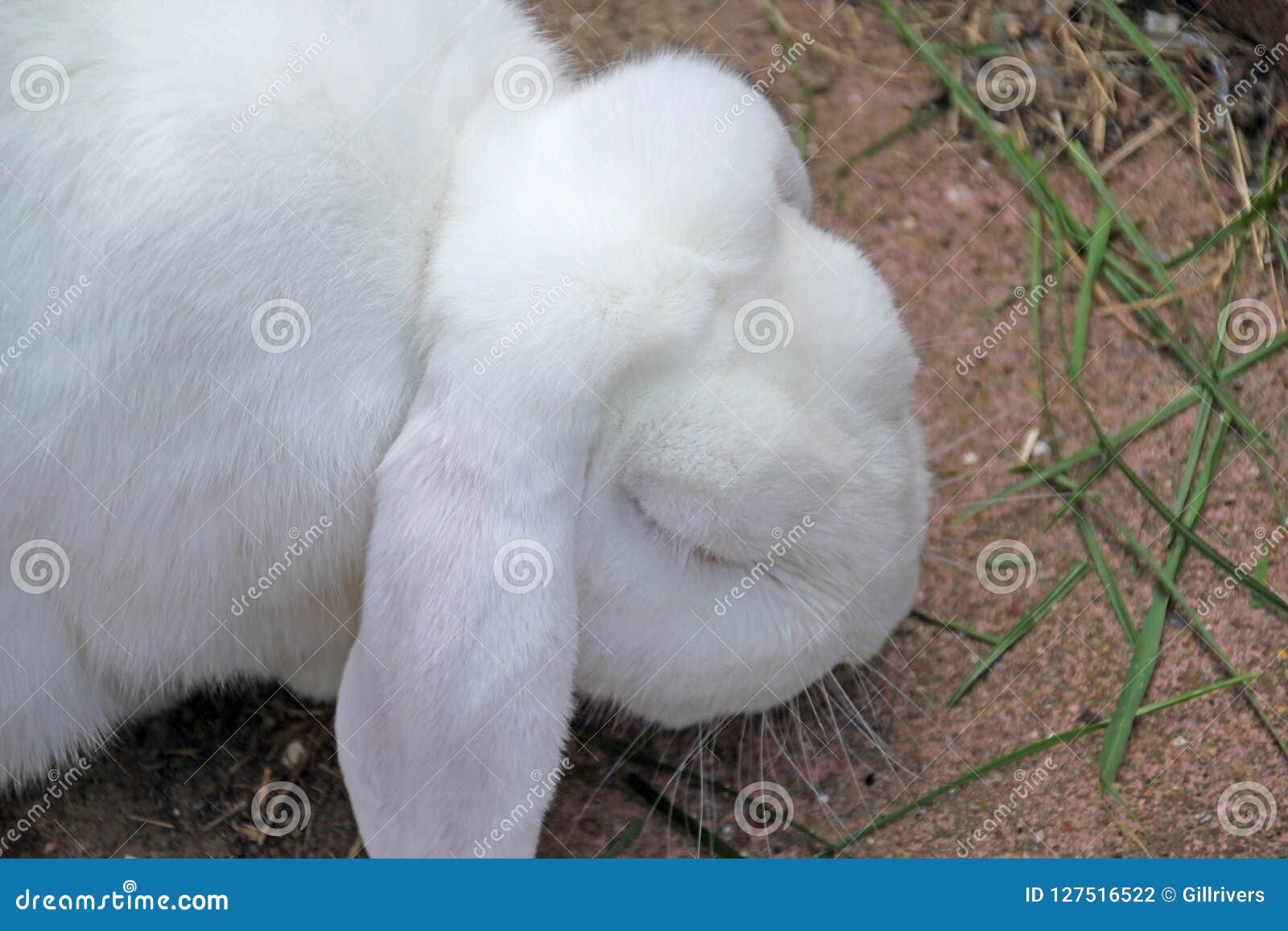 Albino Rabbit Close-Up foto de stock. Imagem de pets - 127516522