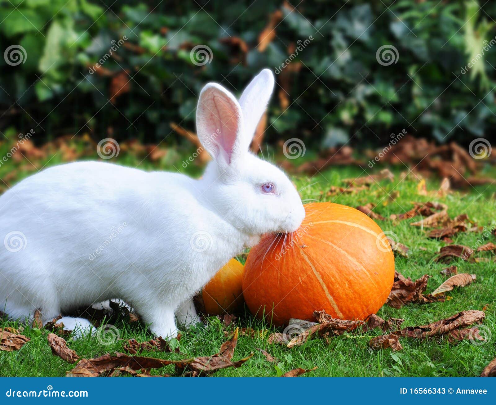 Albino rabbit and pumpkins stock image. Image of flemish - 16566343