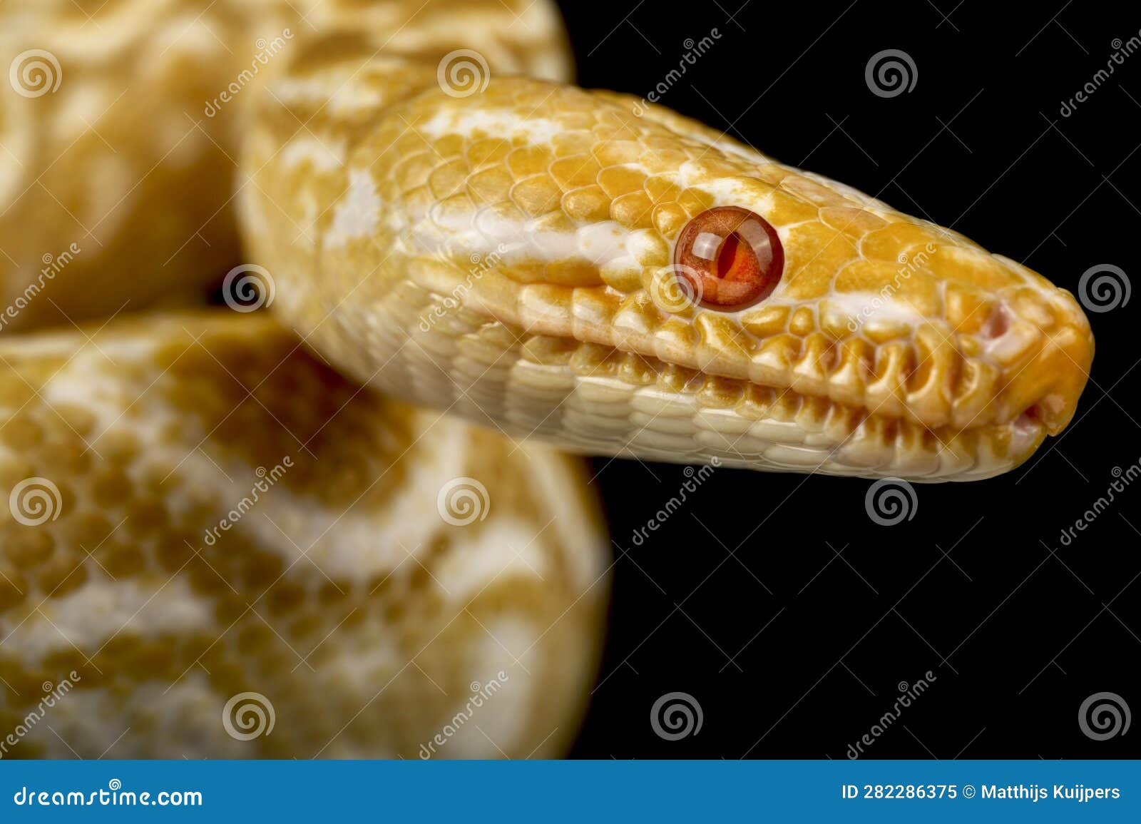 Epicrates Cenchria Is A Boa Species Endemic To Central And South ...