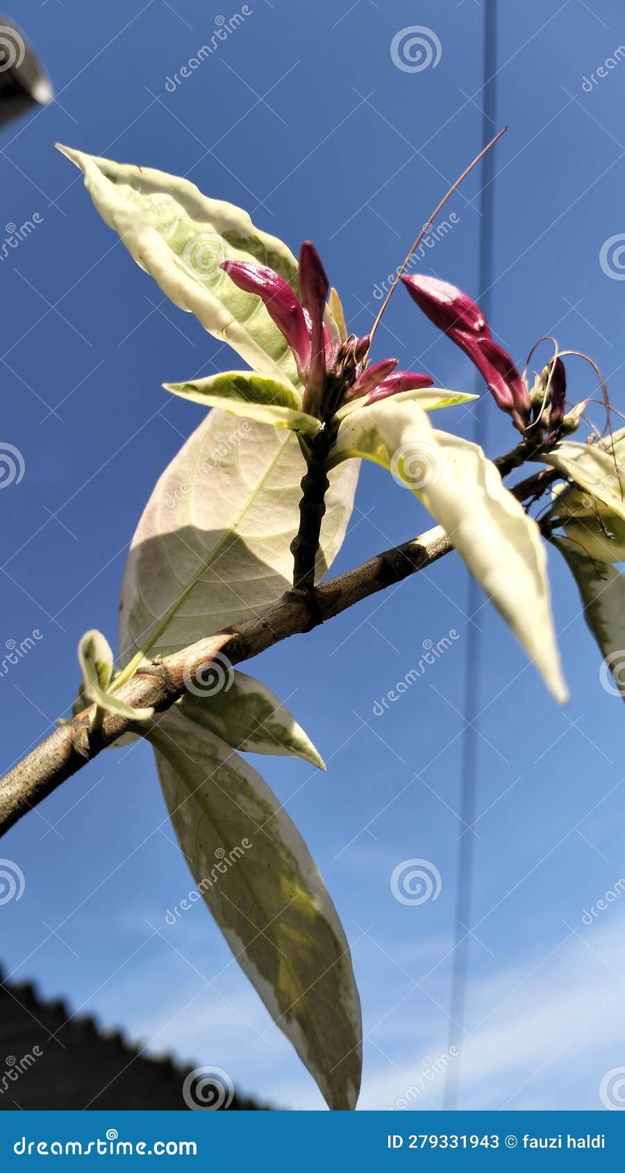 Albino Red Flower Plant Nature Stock Photos - Free & Royalty-Free Stock ...