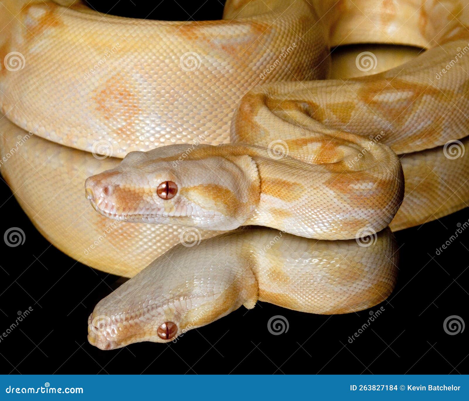 Albino RedTailed Boa Reflection Stock Photo - Image of closeup, tailed ...
