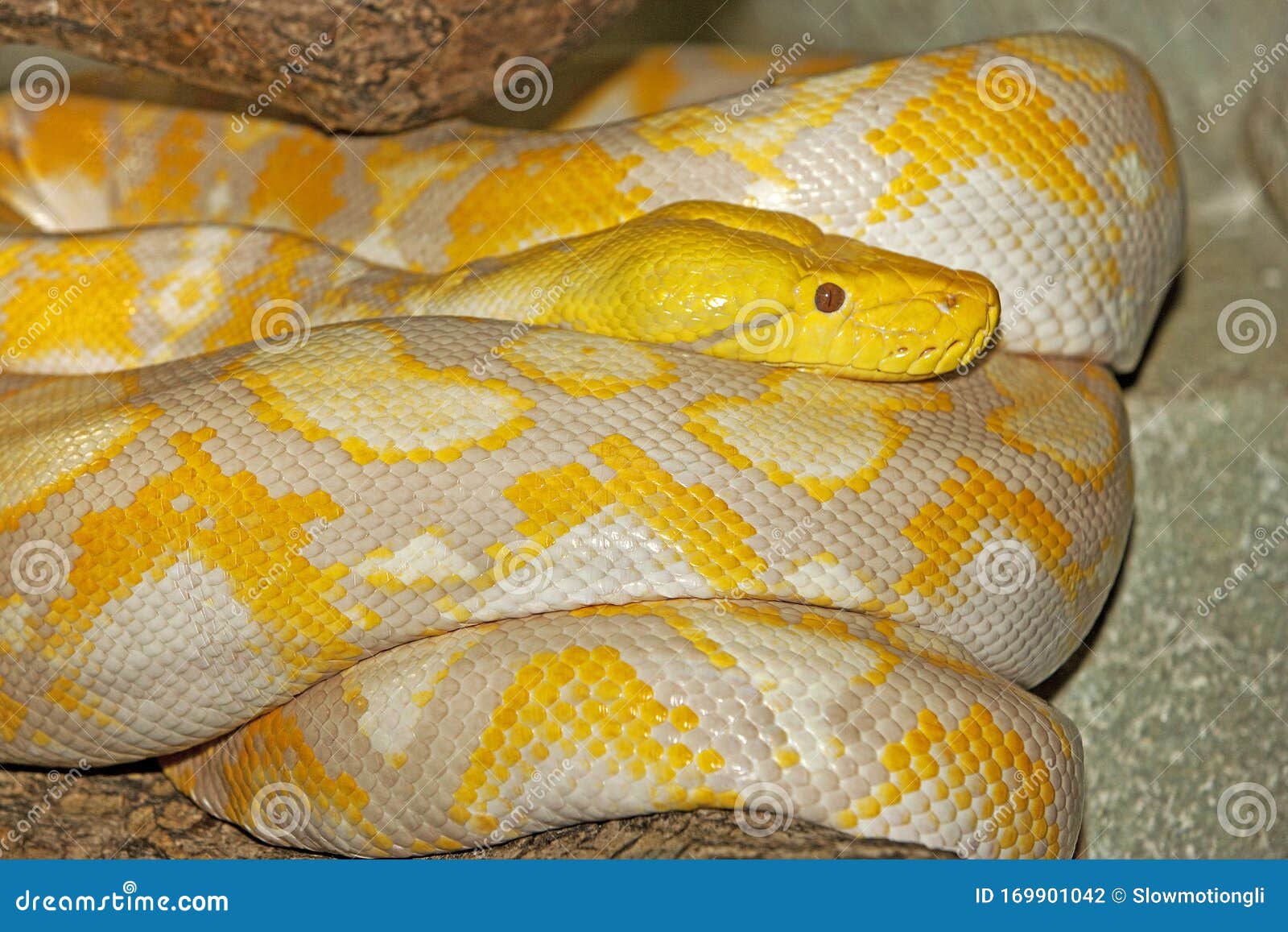 PYTHON RETICULE Python Reticulatus Stock Photo - Image of serpent ...