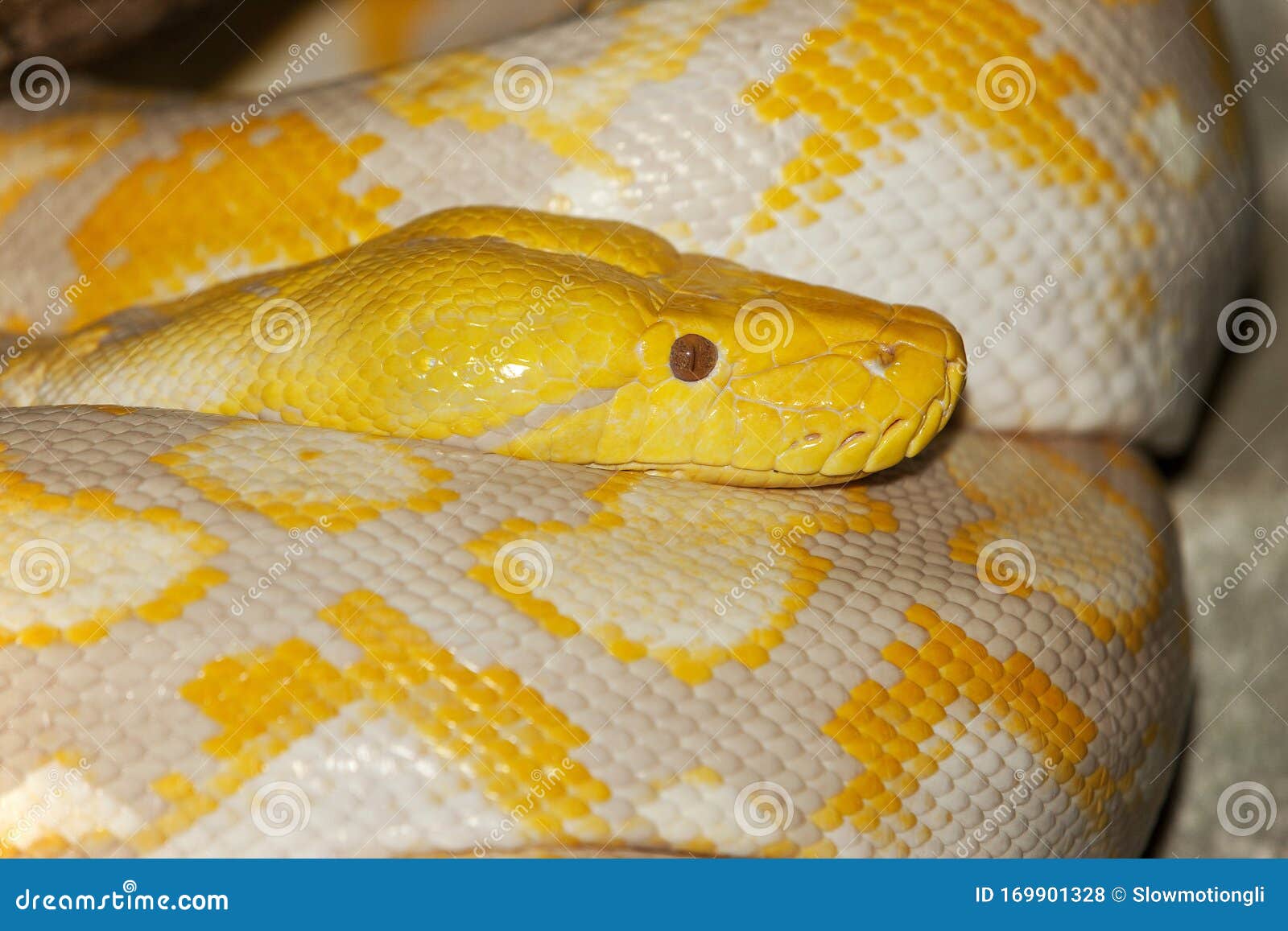 PYTHON RETICULE Python Reticulatus Stock Photo - Image of adult ...
