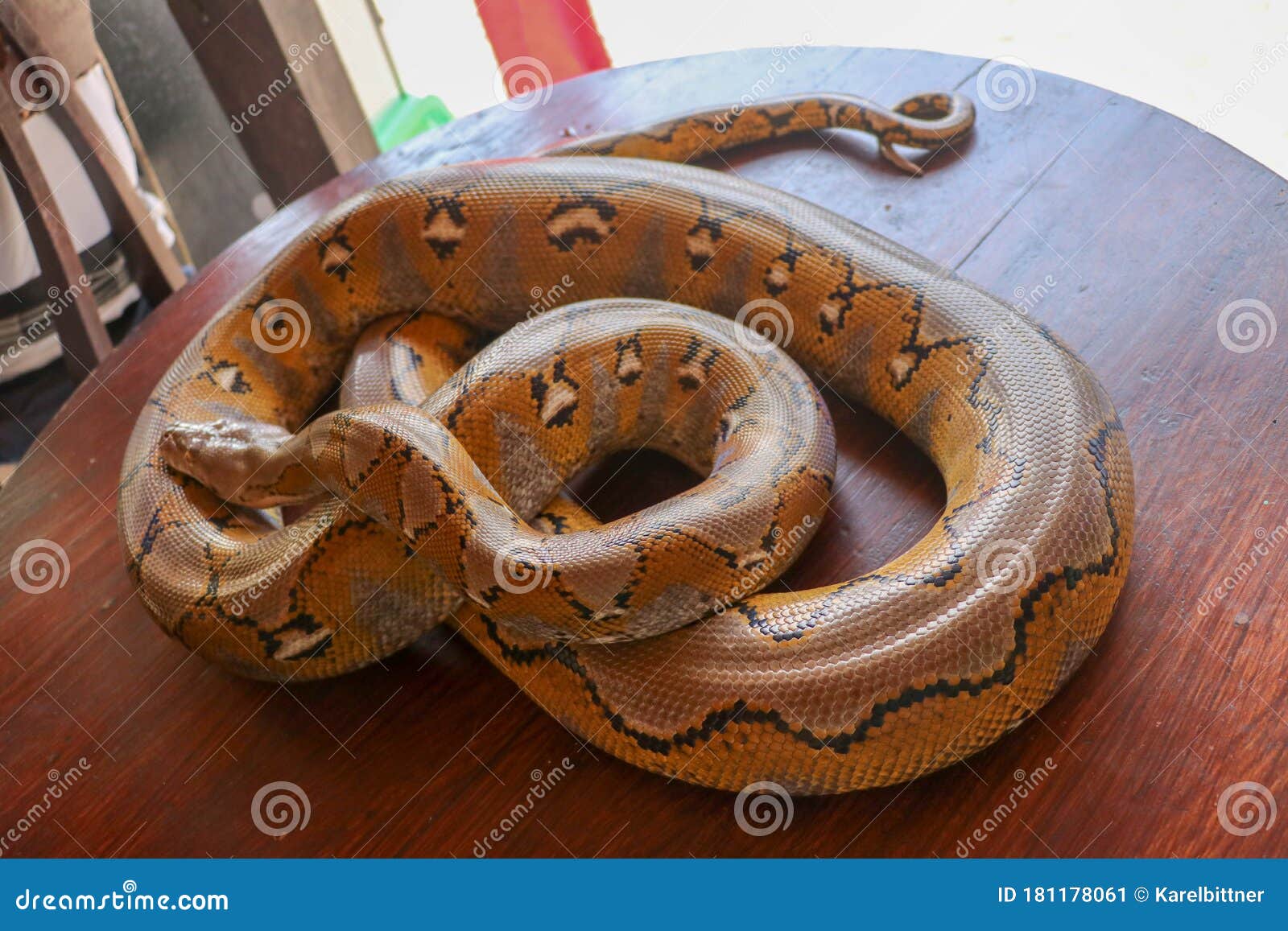 Albino Reticulated Python Python Reticulatus Isolated On White Stock Image