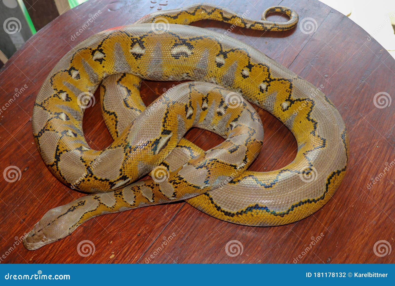 Albino Reticulated Python : Python Snake Yellow Lying on the Wooden Table. Close Up of Big ...