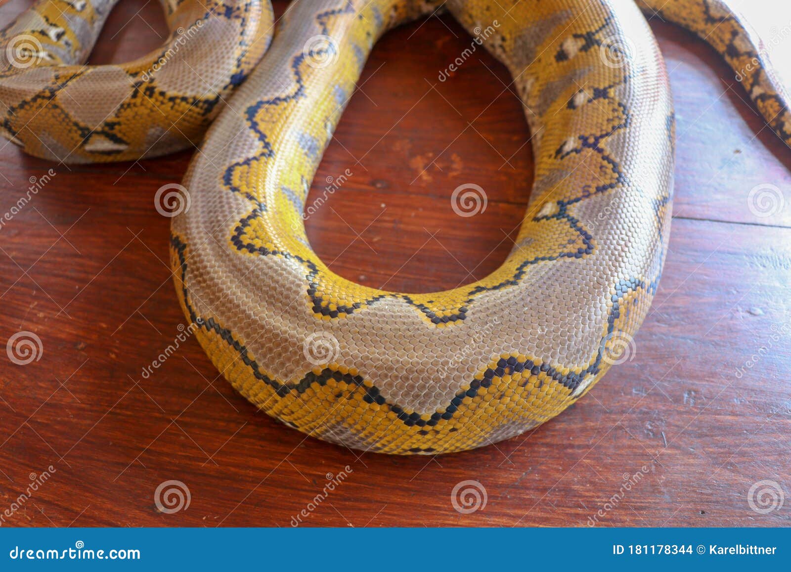 Albino Reticulated Python. Python Snake Yellow Lying on the Wooden ...