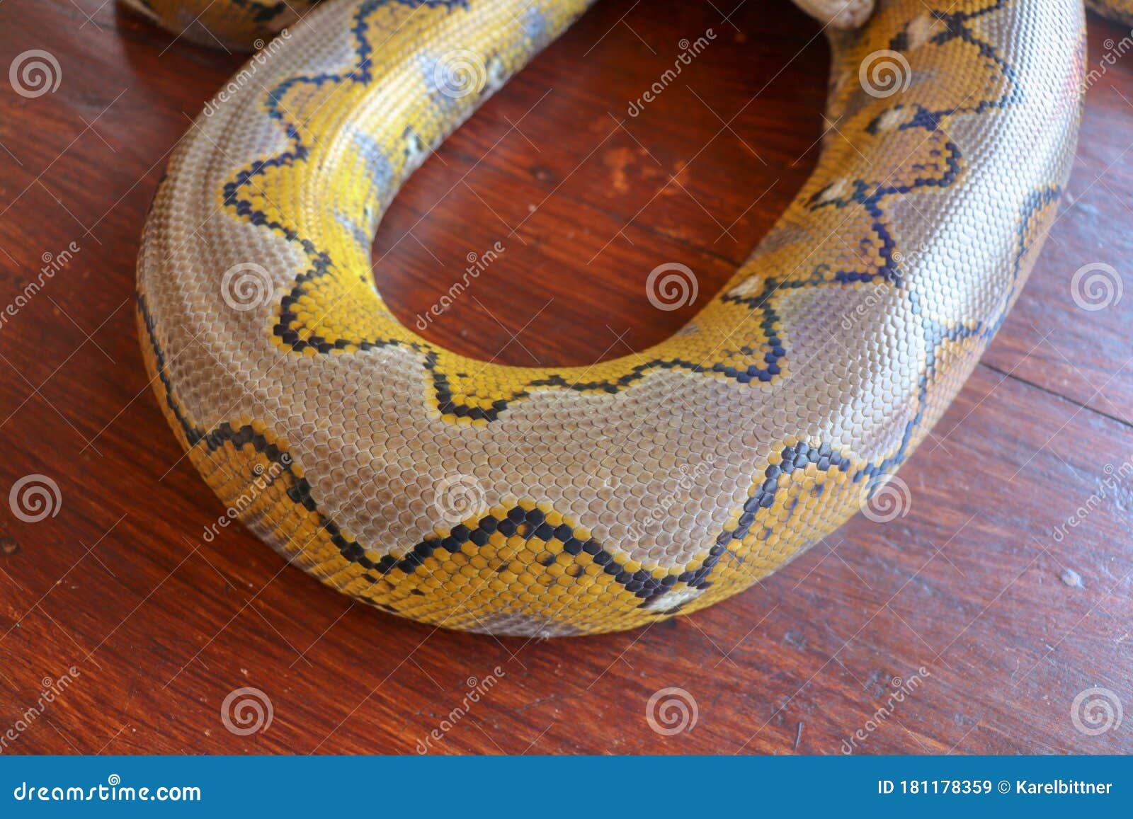 Albino Reticulated Python. Python Snake Yellow Lying on the Wooden ...