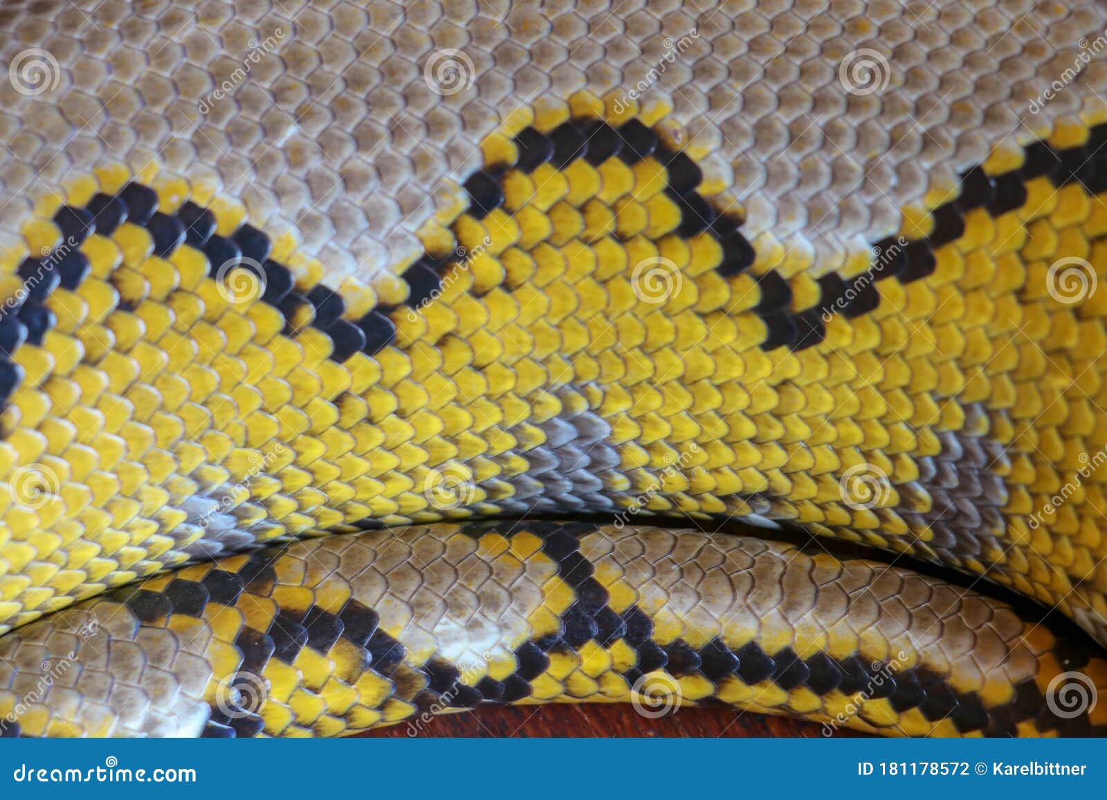 Albino Reticulated Python. Python Snake Yellow Lying on the Wooden ...