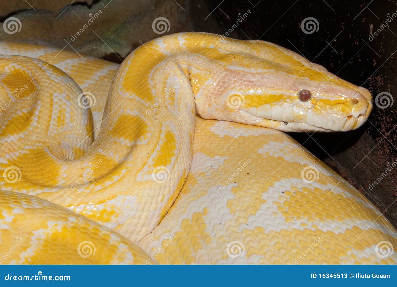 Albino Royal Phyton stock image. Image of reptile, africa - 16345513