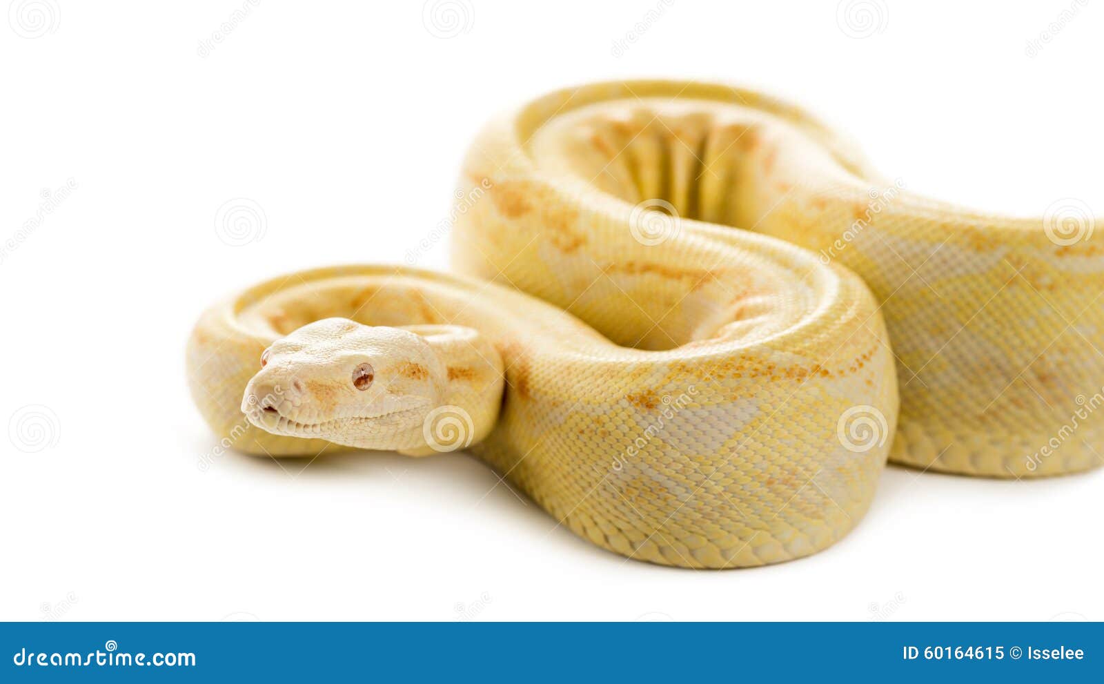 233 Albino Royal Python Stock Photos - Free & Royalty-Free Stock Photos ...