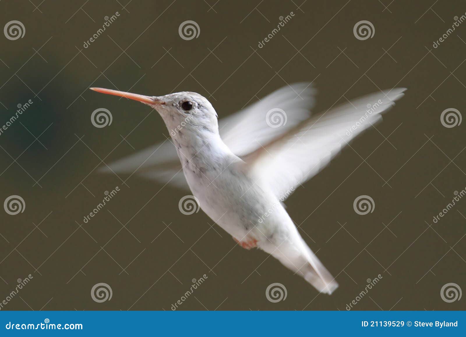 Albino Ruby-throated Hummingbird Stock Image - Image of wing, birds ...