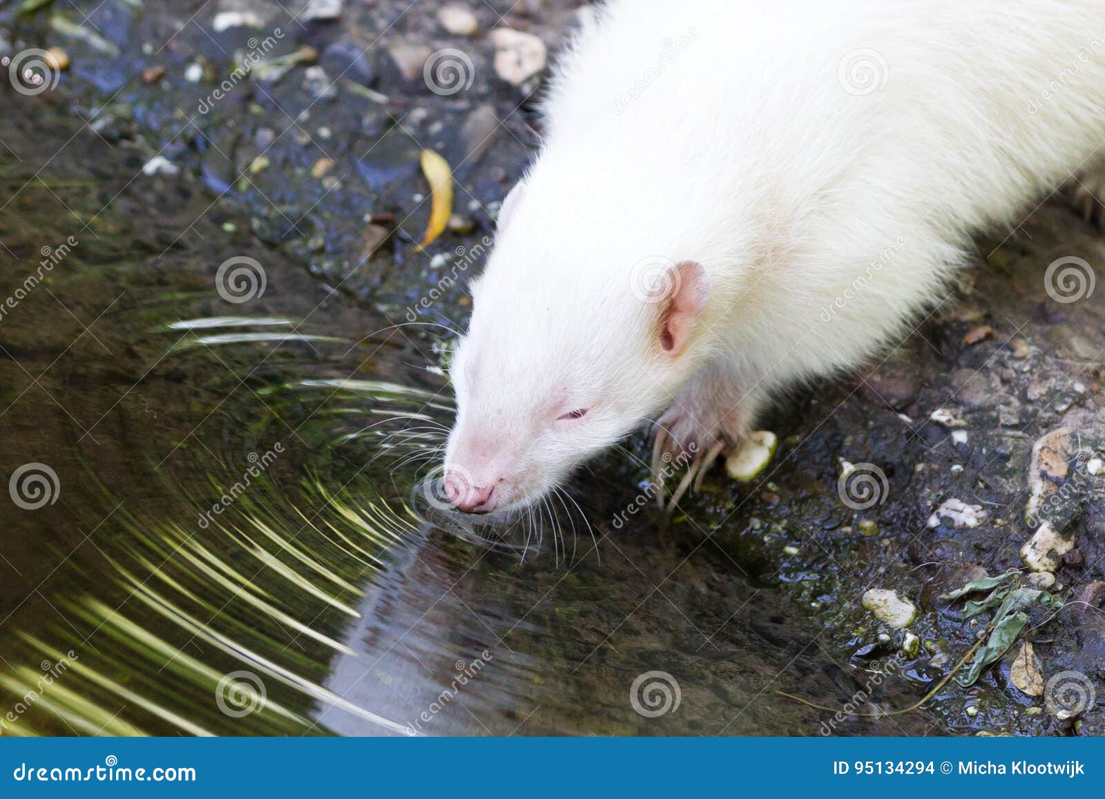 Albino skunk drinking stock photo. Image of bear, drink - 95134294