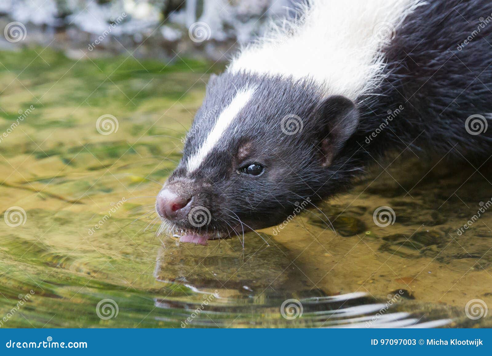 Albino skunk drinking stock image. Image of tail, white - 97097003