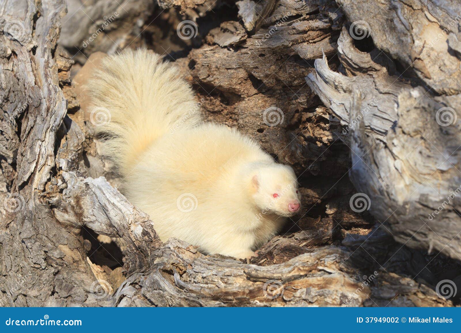 Albino Skunk with Pink Eyes Stock Photo - Image of mikael, smelly: 37949002