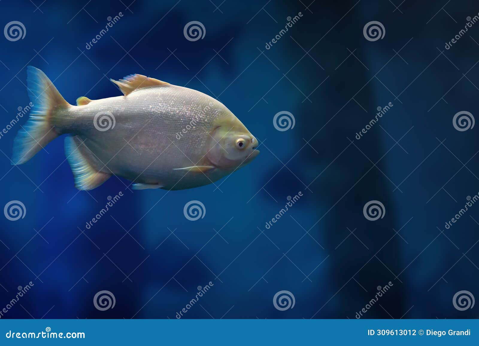 Albino Small-scaled Pacu - Freshwater Fish Stock Photo - Image of ...