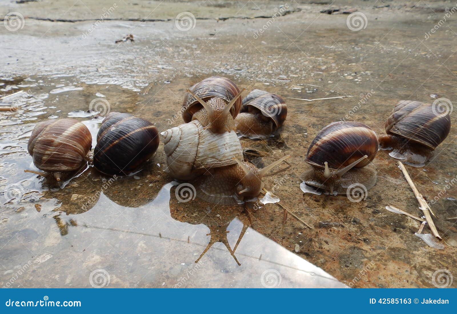 Albino snail and friends stock image. Image of wild, mollusk - 42585163
