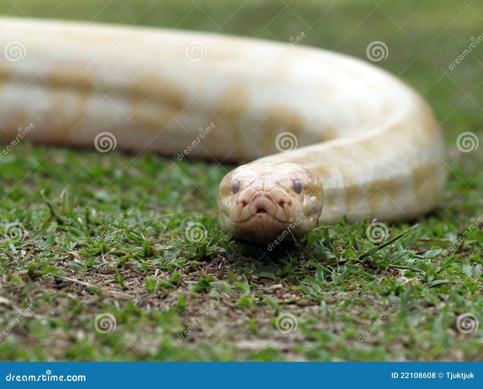 A Albino Snake - Grass Snake - Ringelnatter On Stone Stock Photography ...