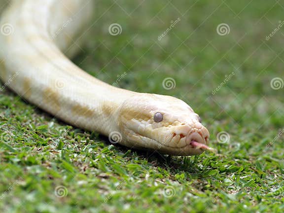 Albino snake stock image. Image of animal, nature, fang - 22108633