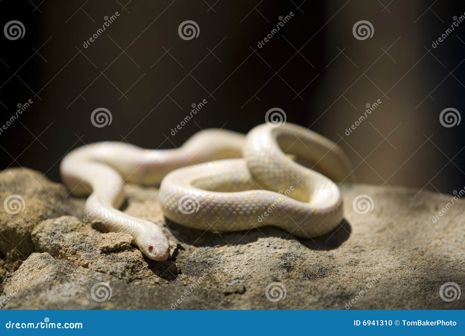 A Albino Snake - Grass Snake - Ringelnatter On Stone Stock Photography ...