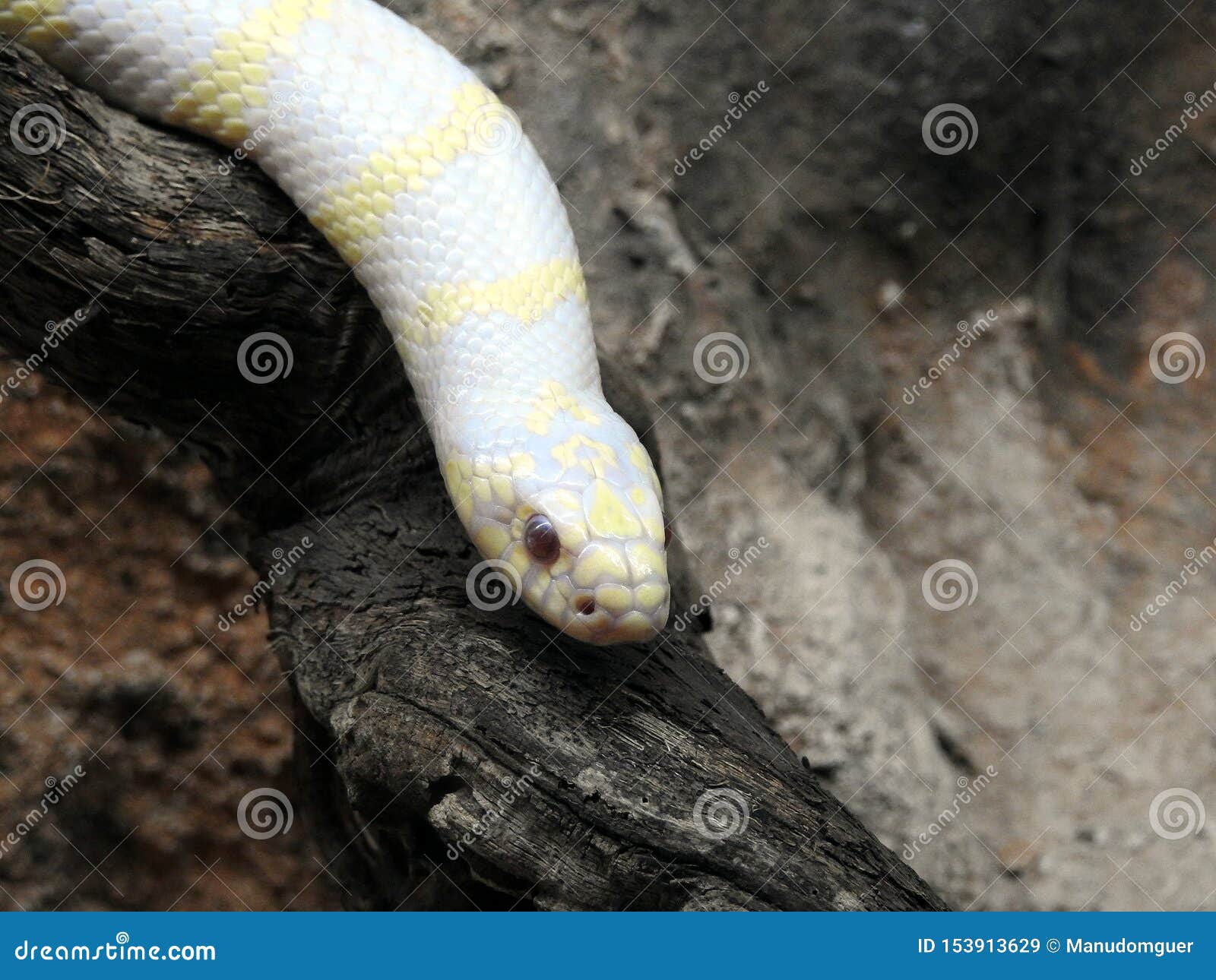 A Albino Snake - Grass Snake - Ringelnatter On Stone Stock Photography ...