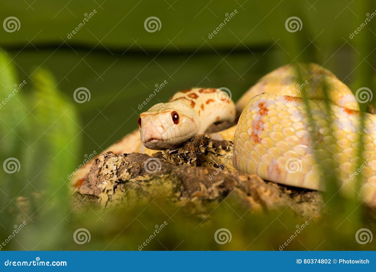 Albino snake stock photo. Image of wild, nonvenomous - 80374802