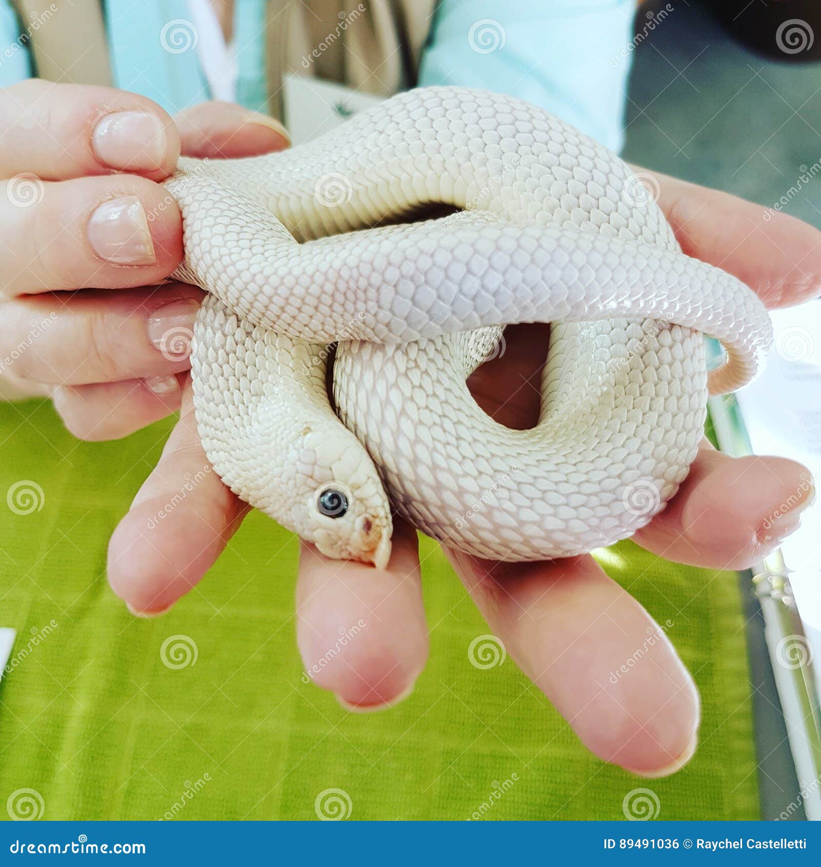 A Albino Snake - Grass Snake - Ringelnatter On Stone Stock Photography ...
