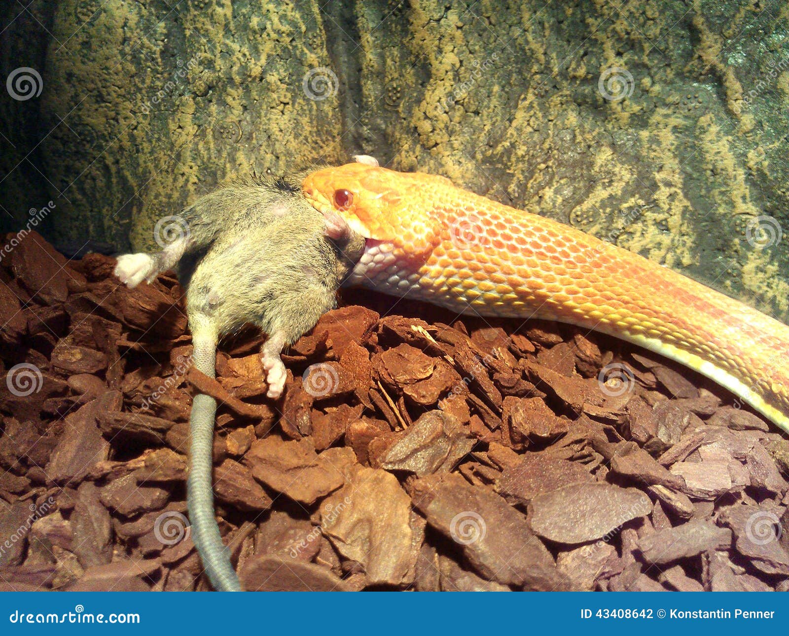 Albino Snake eat a mouse stock photo. Image of death - 43408642